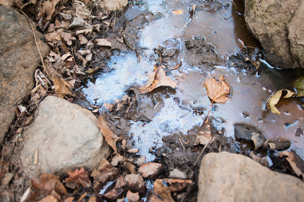 Why Protect the Reedy? | Reedy River